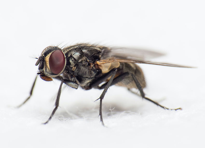 Flies - Pest Tec - Same day emergency pest control london 24 hours